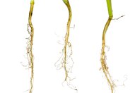 Roots in Spanish | English to Spanish Translation - SpanishDict