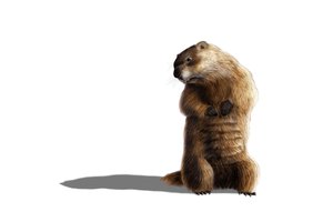 Groundhog day in Spanish | English to Spanish Translation ...