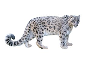 Snow leopard in Spanish | English to Spanish Translation ...