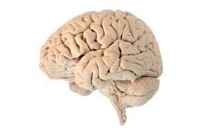 Cerebro en inglés | Traductor de español a inglés - inglés.com