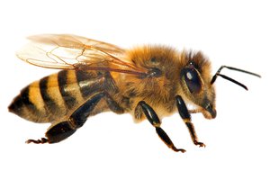 Honeybee in Spanish | English to Spanish Translation ...