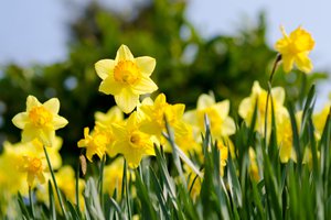 Daffodils in Spanish | English to Spanish Translation ...