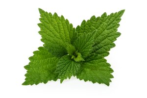 La ortiga | Spanish to English Translation - SpanishDictionary.com