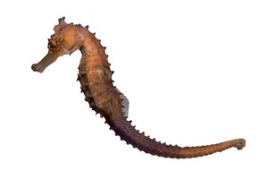 Caballito de mar | Spanish to English Translation - SpanishDictionary.com