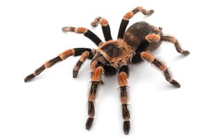 Tarantula in Spanish | English to Spanish Translation ...