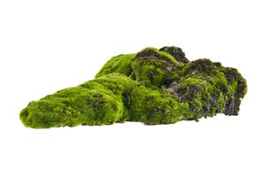 Musgo | Spanish to English Translation - SpanishDictionary.com