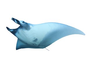 Manta ray in Spanish | English to Spanish Translation ...