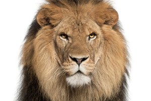 Lion in Spanish | English to Spanish Translation - SpanishDict