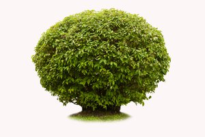 Bush in Spanish | English to Spanish Translation - SpanishDictionary.com