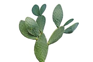 Cactus in Spanish | English to Spanish Translation - SpanishDict