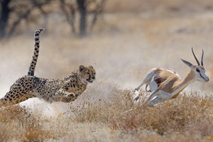 Pursue | Traductor de inglés a español - inglés.com