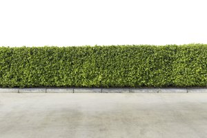 Seto | Spanish to English Translation - SpanishDictionary.com