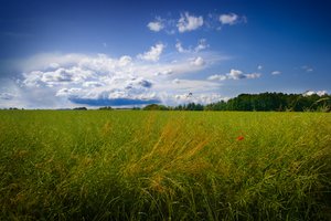 Fields in Spanish | English to Spanish Translation - SpanishDict