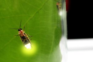 Firefly in Spanish | English to Spanish Translation - SpanishDictionary.com
