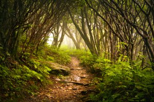 Bosque | Spanish to English Translation - SpanishDictionary.com
