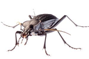 Insects in Spanish | English to Spanish Translation - SpanishDictionary.com