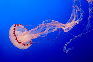 Jellyfish | Traductor de inglés a español - inglés.com