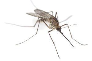 Mosquito | Spanish to English Translation - SpanishDictionary.com