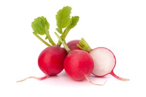 Rabano | Spanish to English Translation - SpanishDictionary.com