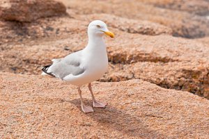 Gaviota | Spanish to English Translation - SpanishDictionary.com
