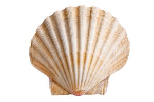 Concha | Spanish to English Translation - SpanishDict