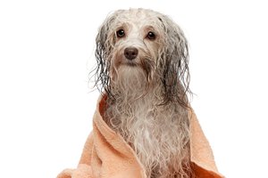 Soaked | Traductor de inglés a español - inglés.com