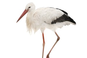 Stork in Spanish | English to Spanish Translation - SpanishDictionary.com