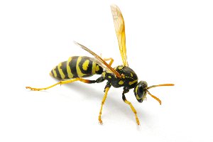 Wasps in Spanish | English to Spanish Translation - SpanishDictionary.com