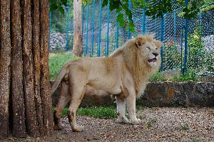 Lion in Spanish | English to Spanish Translation - SpanishDict