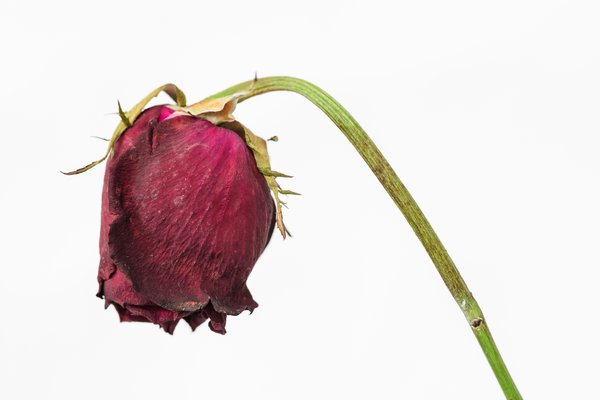 Marchito | Spanish to English Translation - SpanishDictionary.com