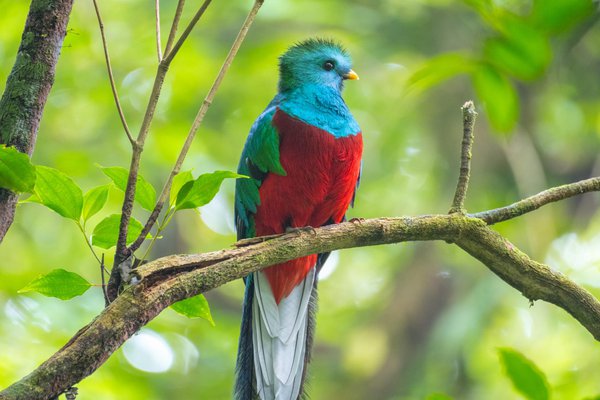 Quetzales | Spanish to English Translation - SpanishDictionary.com