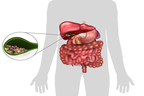 Gallbladder | Traductor de inglés a español - inglés.com