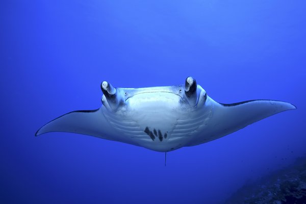 Mantarraya | Spanish to English Translation - SpanishDictionary.com