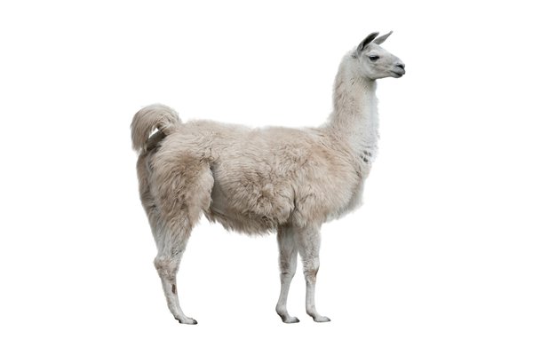 Llama | Spanish to English Translation - SpanishDictionary.com