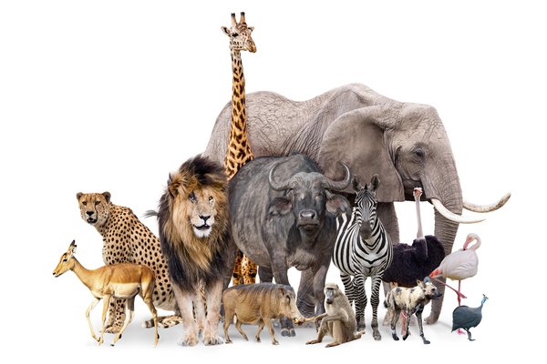 Animal | Spanish to English Translation - SpanishDictionary.com