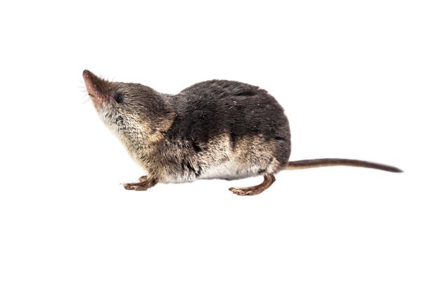 Musaraña | Spanish to English Translation - SpanishDictionary.com