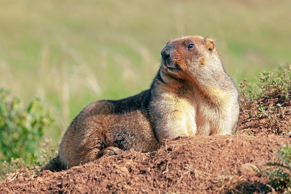 Groundhogs in Spanish | English to Spanish Translation ...
