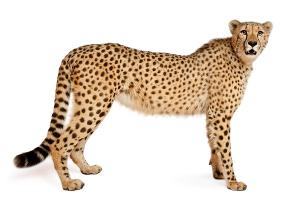 Cheetah | Traductor de inglés a español - inglés.com