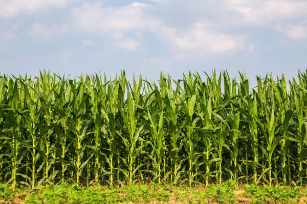 Cosecha | Spanish to English Translation - SpanishDictionary.com