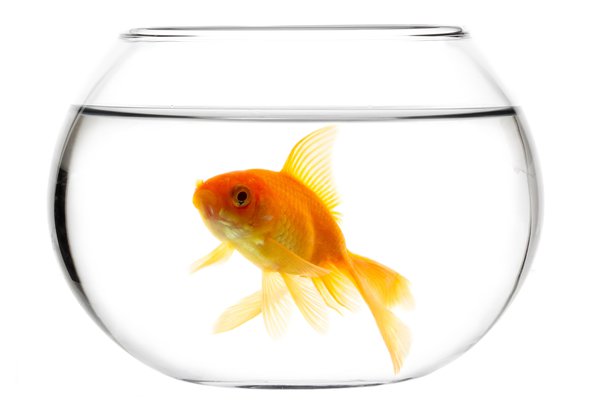 Goldfish in Spanish | English to Spanish Translation ...