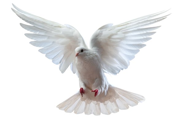 Paloma | Spanish to English Translation - SpanishDictionary.com