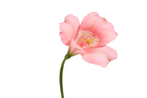 Flor | Spanish to English Translation - SpanishDictionary.com