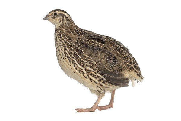 Codorniz en inglés | Traductor de español a inglés - inglés.com