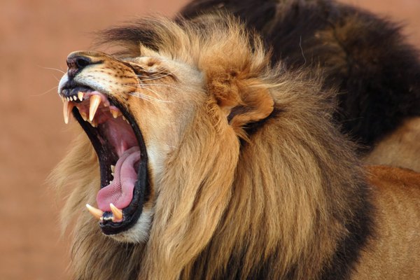 Beast | Traductor de inglés a español - inglés.com