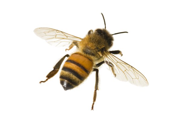 La abeja | Spanish to English Translation - SpanishDictionary.com