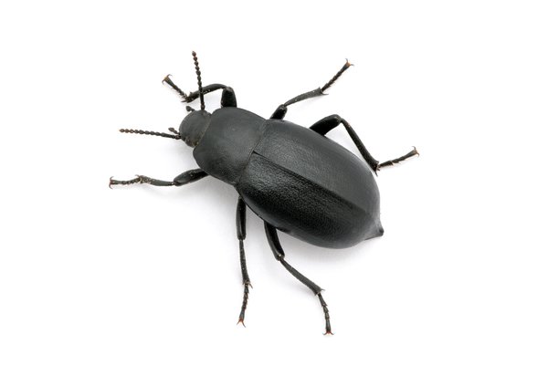 Beetle in Spanish | English to Spanish Translation - SpanishDictionary.com