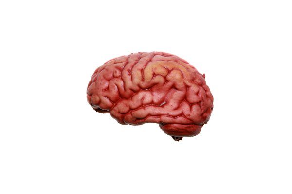 Brain in Spanish | English to Spanish Translation - SpanishDictionary.com