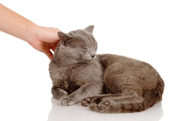 Stroke in Spanish | English to Spanish Translation - SpanishDictionary.com