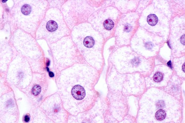 Biology in Spanish | English to Spanish Translation - SpanishDictionary.com