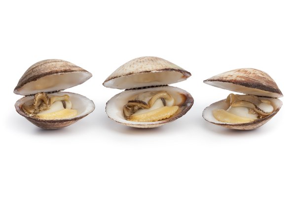 Clams in Spanish | English to Spanish Translation - SpanishDictionary.com